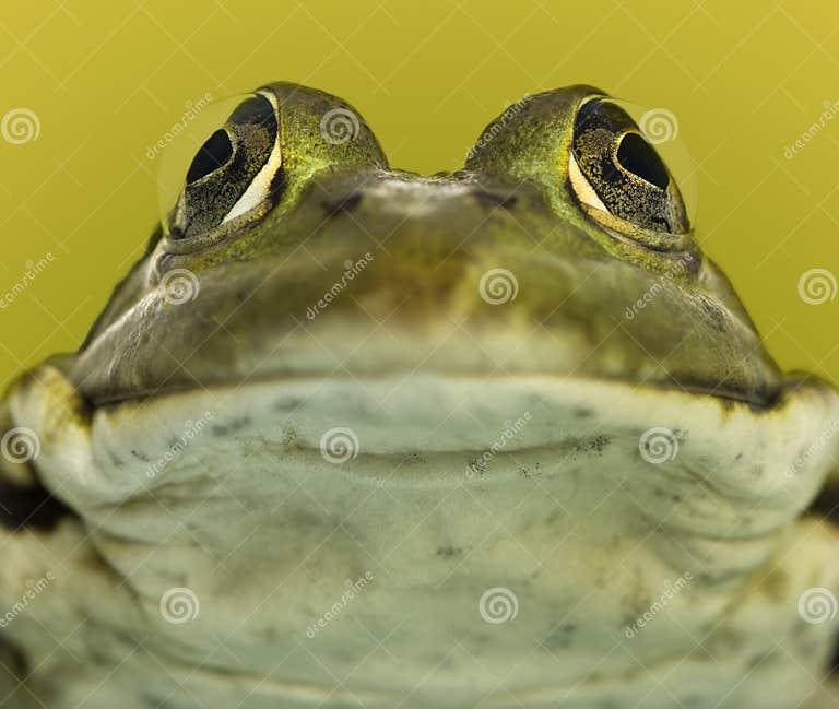 Close-up of a frog facing stock image. Image of facing - 37849107