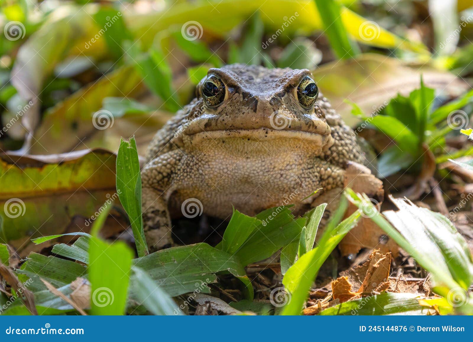 Close Up of Frog Front View Stock Photo - Image of nature, copy: 245144876