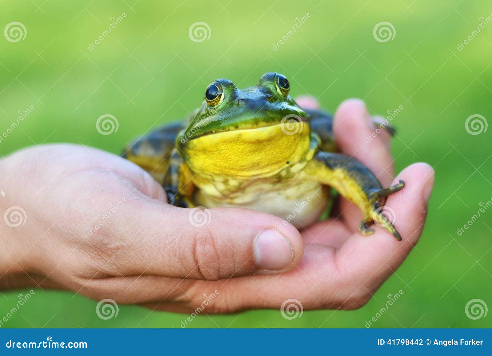 Close up of Frog in a Hand stock photo. Image of catching - 41798442