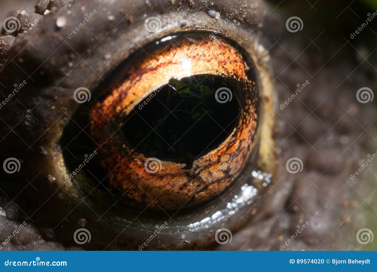 Close up of a frog`s eye stock photo. Image of amphibian - 89574020