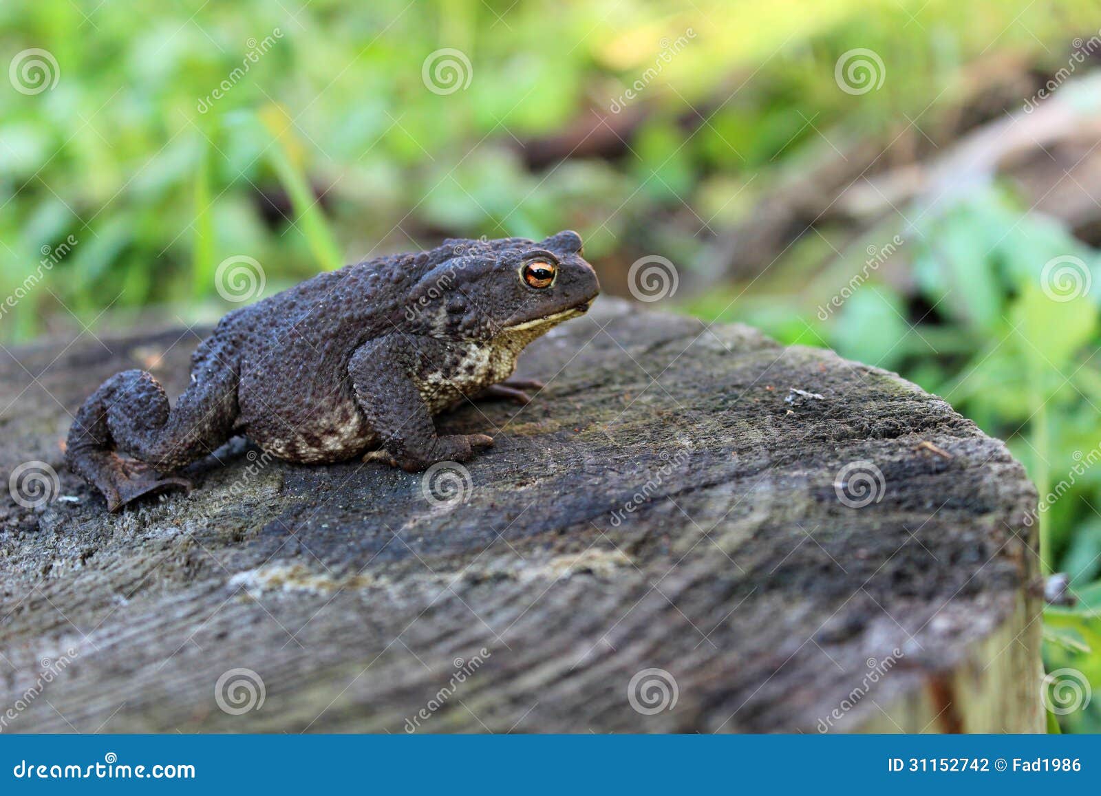 Close-up Frog Toad (Bufo Bufo) Stock Photo - Image of trill, closeup ...