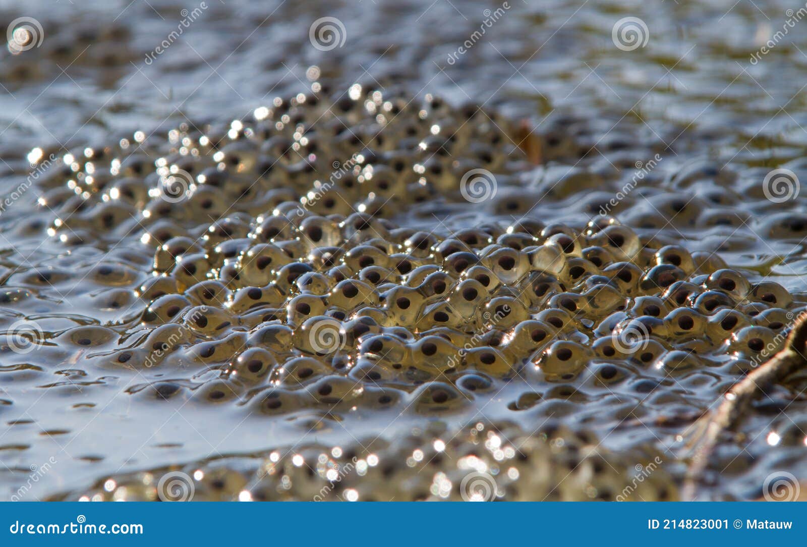Frogspawn in water stock image. Image of spring, animal - 214823001
