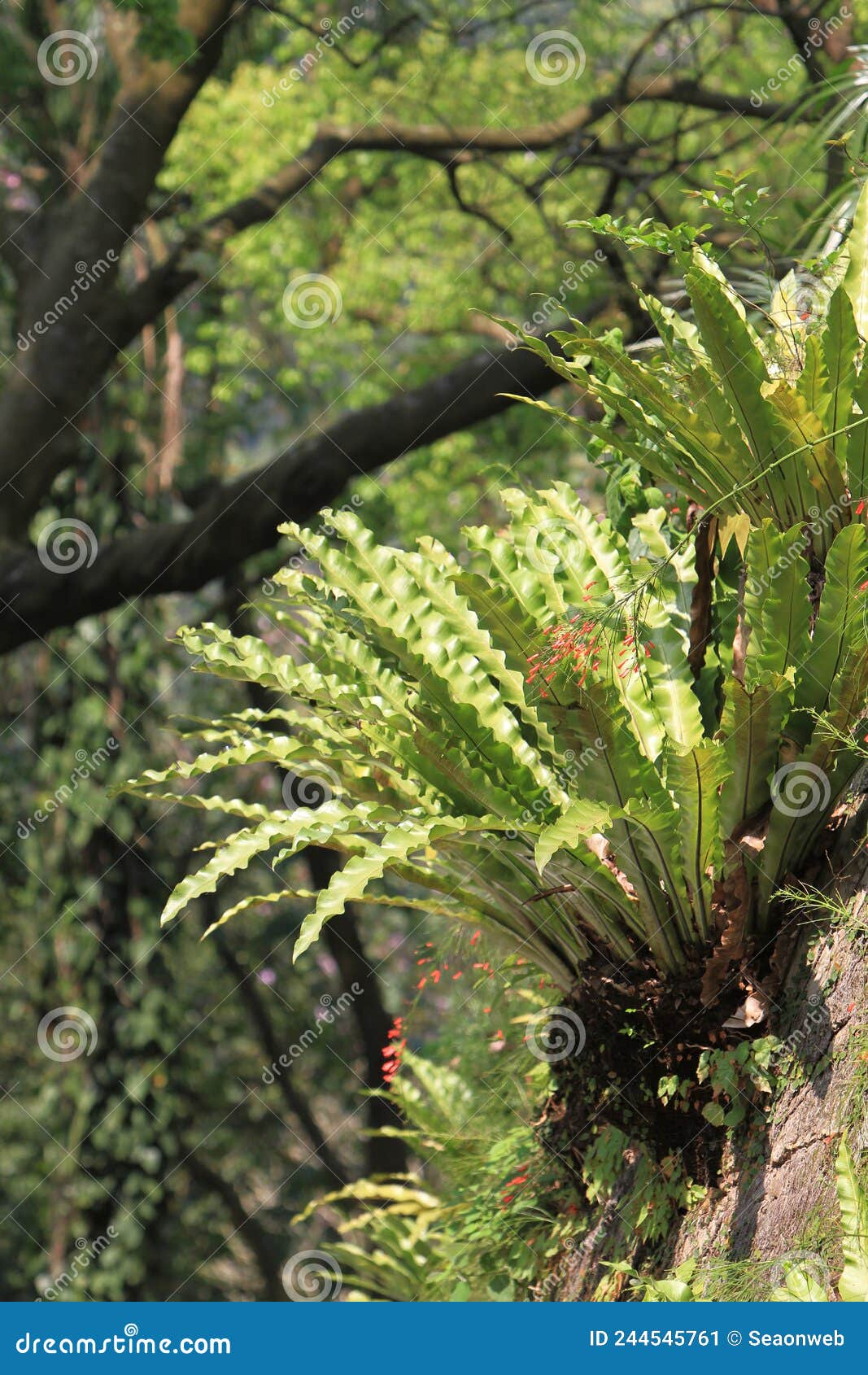 A Close Up of Fronds of Crown Fern Stock Image - Image of frond ...