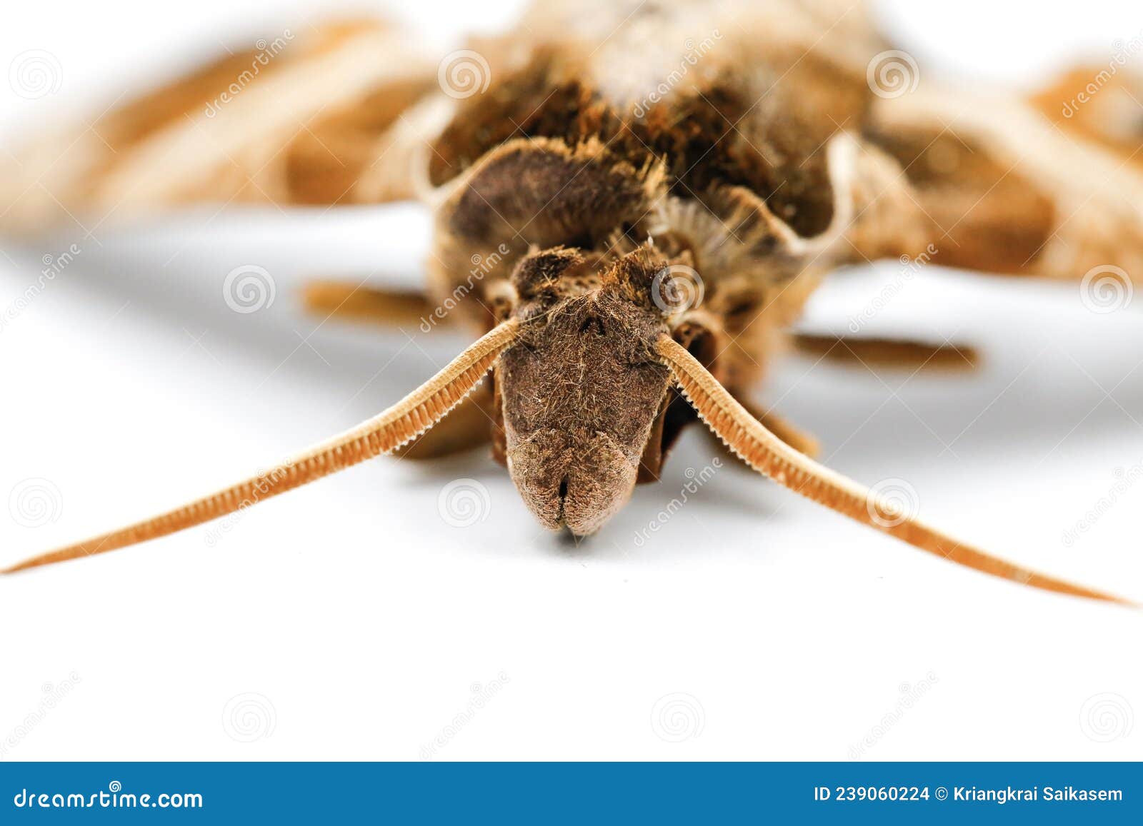 Close Up of Front of Hawk Moth Including Head and Tentacles Stock Photo ...