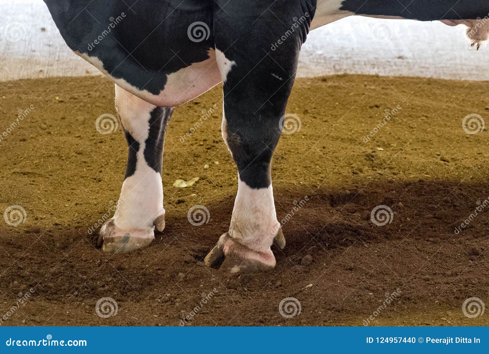 Close Up Front Leg Cow in a Farm. Dairy Cow. Stock Photo - Image of ...