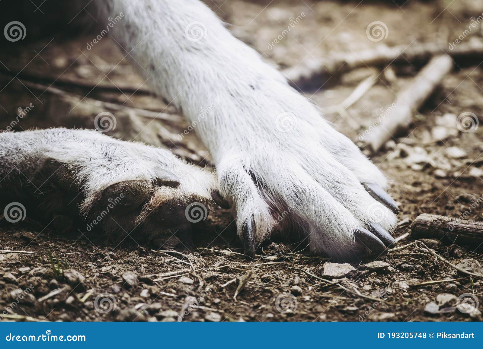 Front Legs of a Canada Wolf Stock Photo - Image of fauna, background ...
