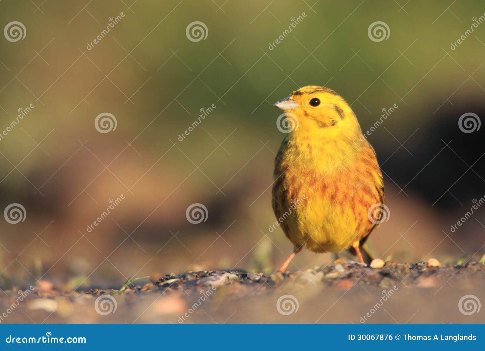 Yellowhammer (Emberiza Citrinella) Stock Photo - Image of feather ...