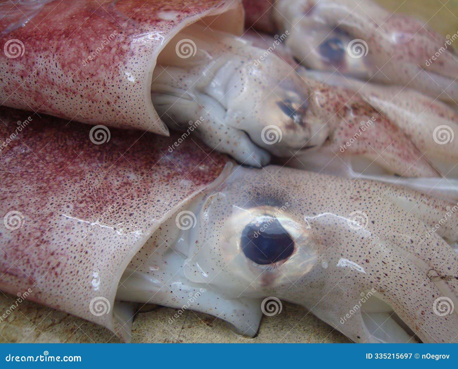 Close-up of the Front of a Squids Stock Image - Image of appetizer ...