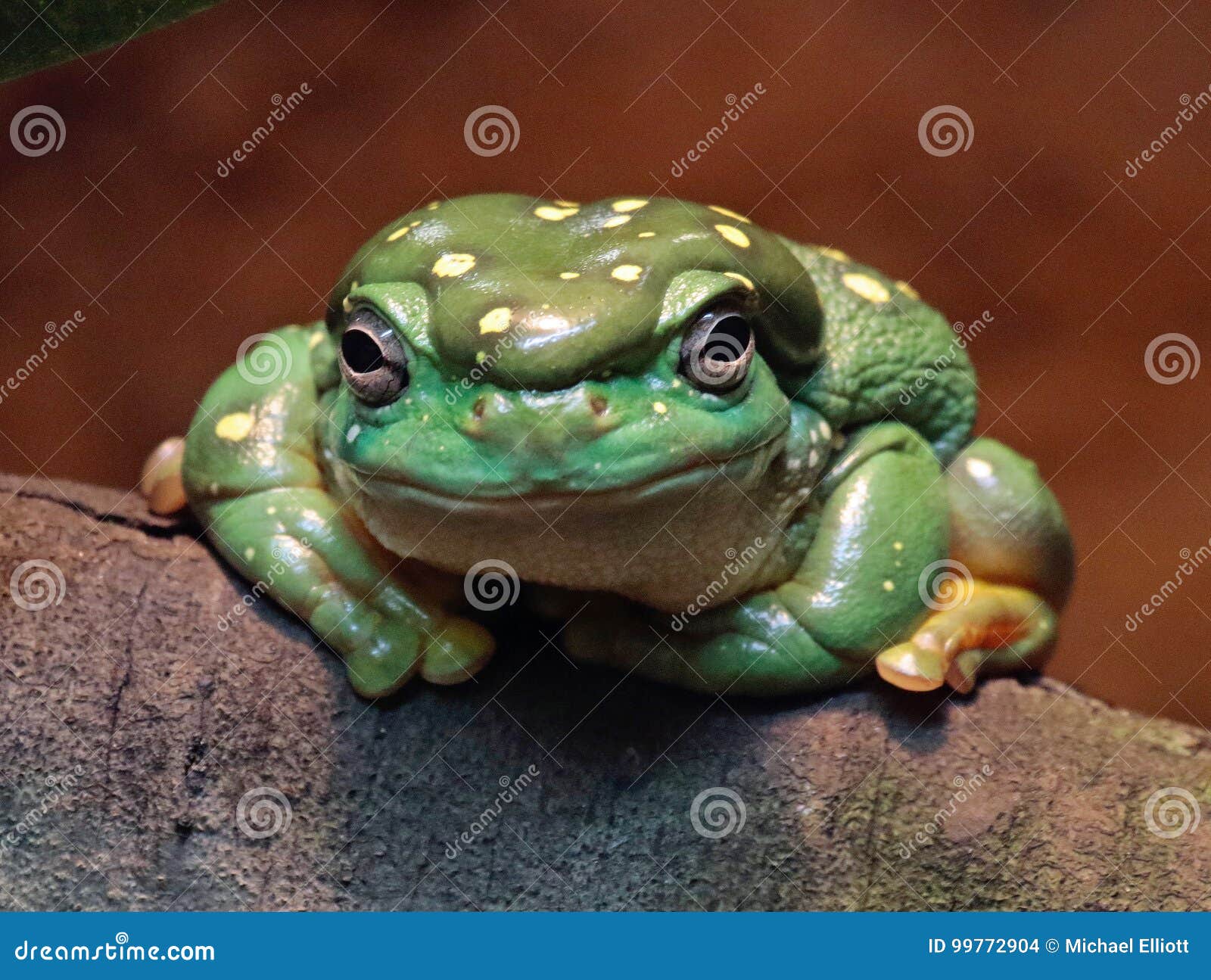 Splendid Tree Frog stock photo. Image of australia, perch - 99772904