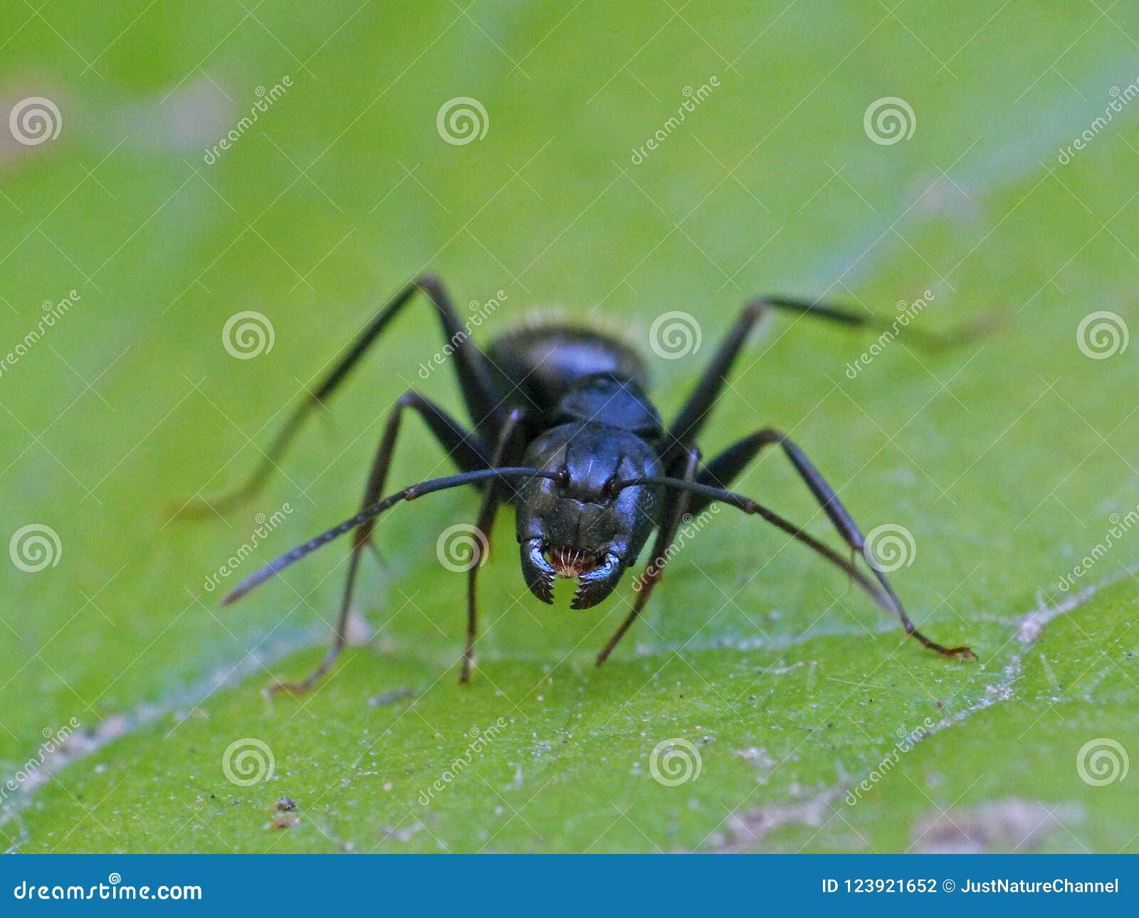 Front View of a Black Ant on a Leaf Stock Photo - Image of leaf, macro ...