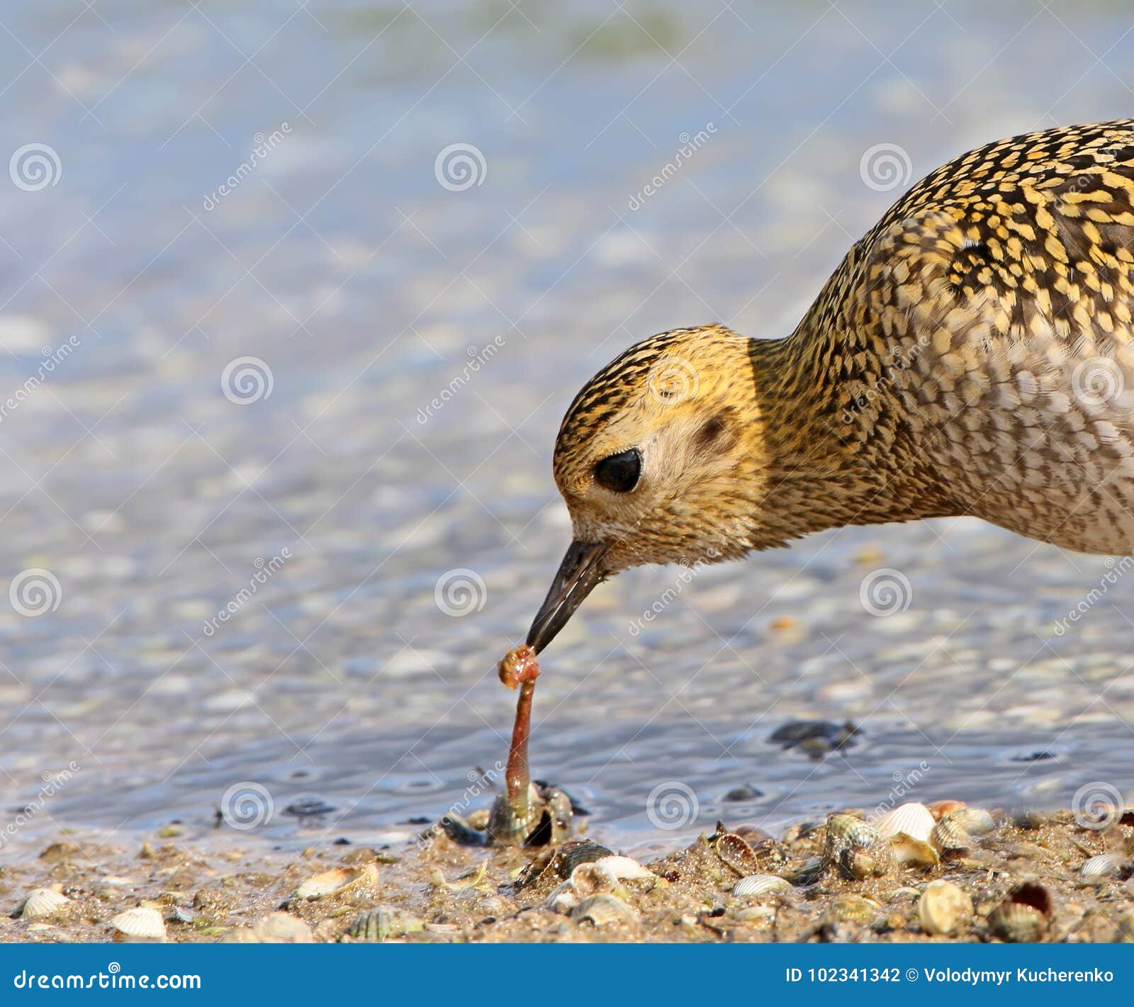 Close Up Front View on Golden Plover Stock Photo - Image of plover ...