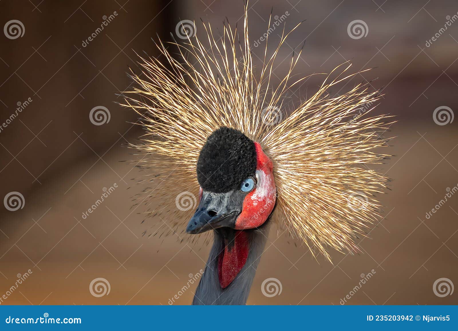 Close Up of Front View of Head of a Grey Crested Crane Stock Photo ...