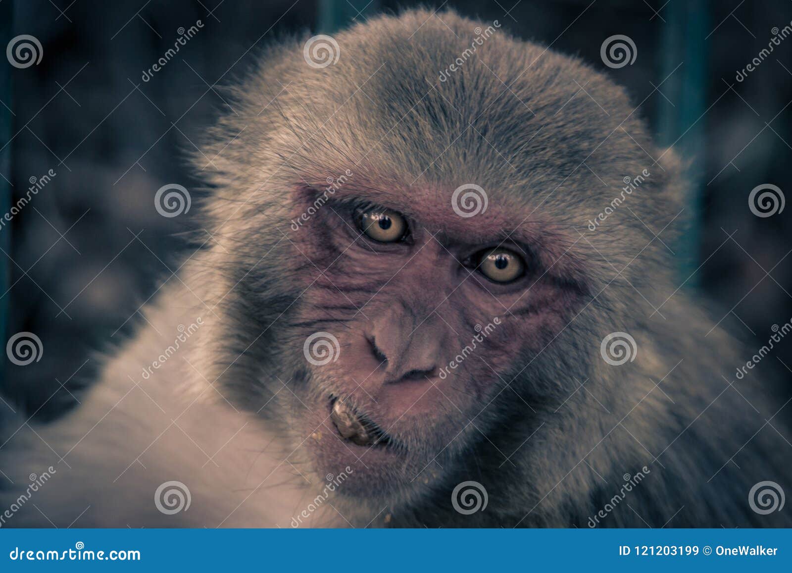 Close Up Front View of Monkey Face.Monkey Eat Fruit and Looking Stock ...