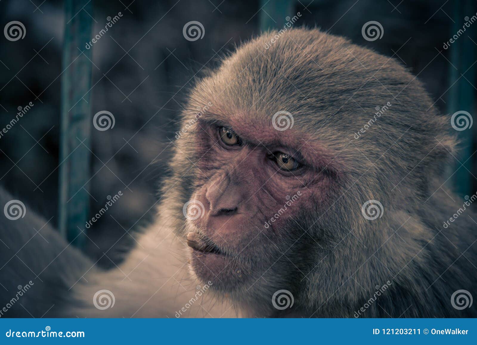 Close Up Front View of Monkey Face. Monkey Looking To the Left S Stock ...