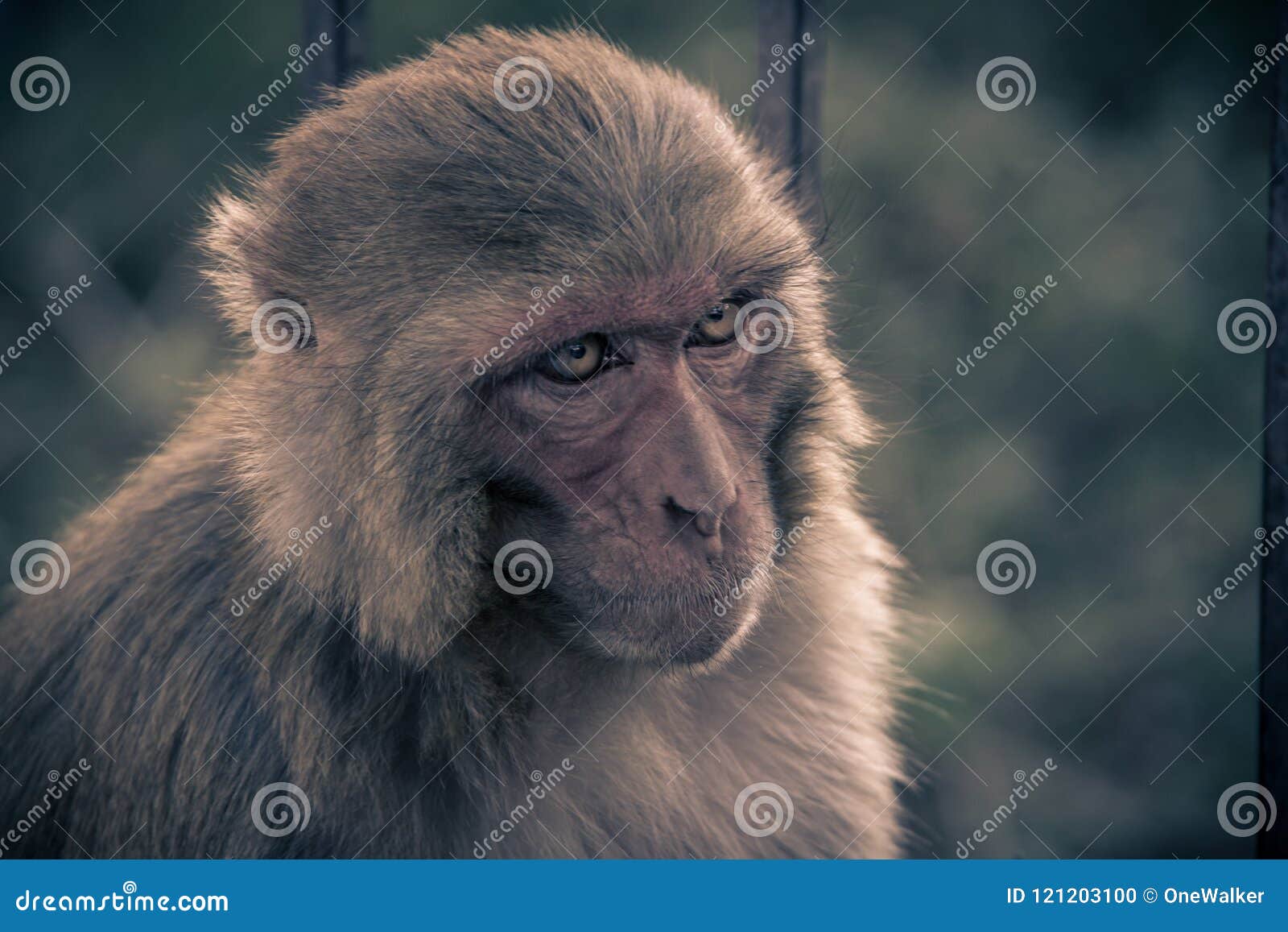 Close Up Front View of Monkey Head Looking To Left Side.Rhesus Stock ...