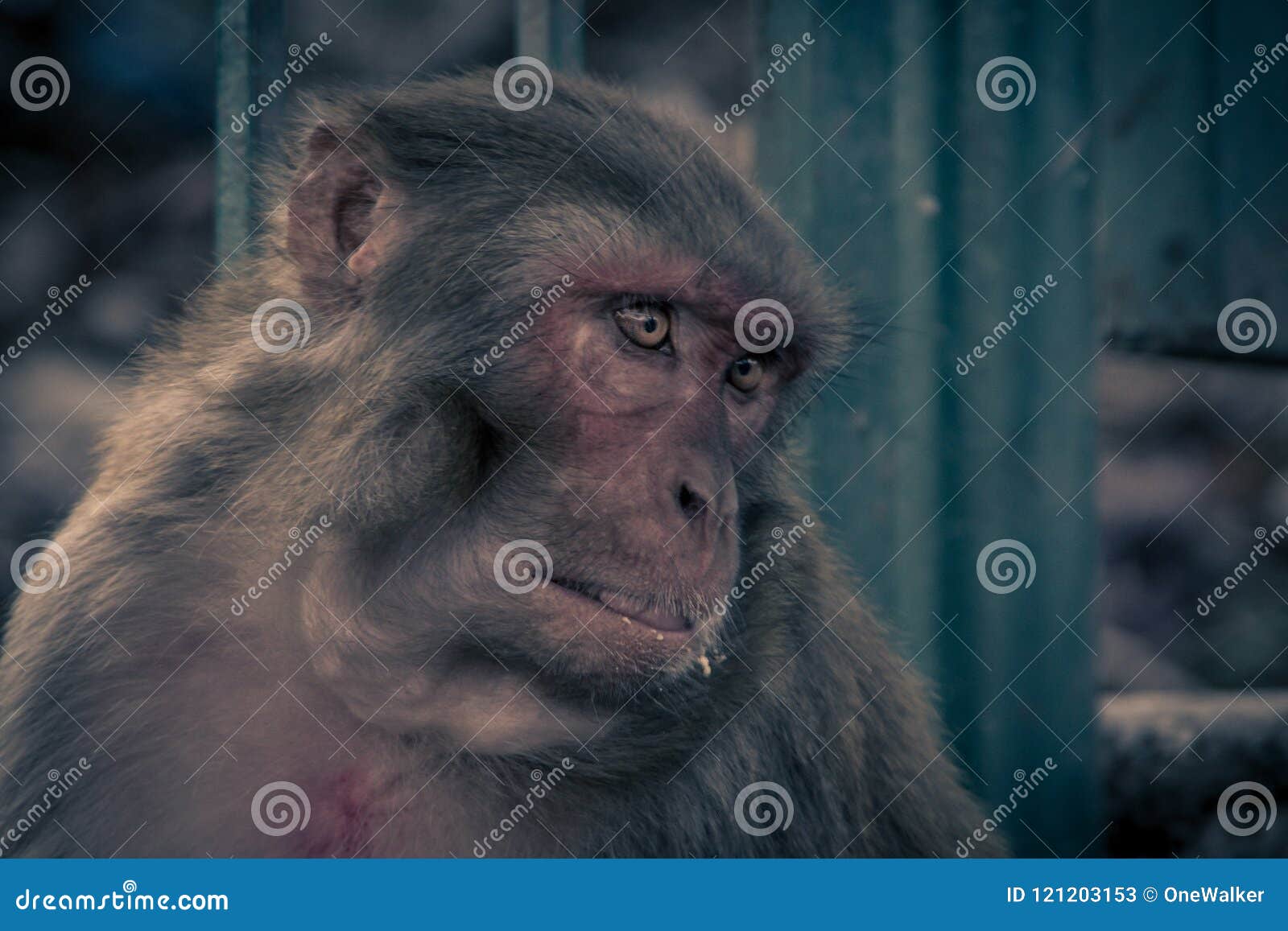 Close Up Front View of Monkey Looking To Left Side.Rhesus Macaq Stock ...