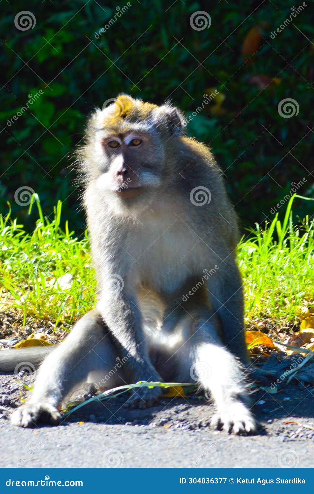 Wild Monkey Sitting in Sunbathing Pose, with Legs Stretched Out Head ...