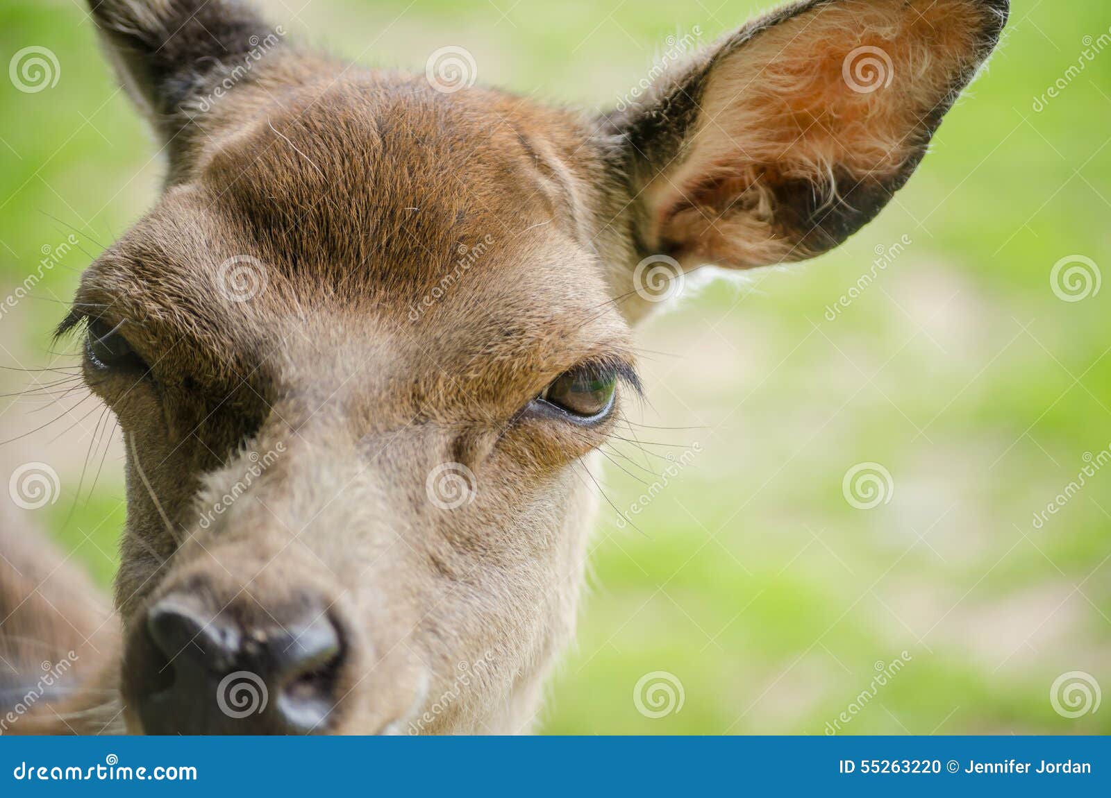 Close Up Front View of a Red Deer Hind Face with Focus on the Eye Stock ...
