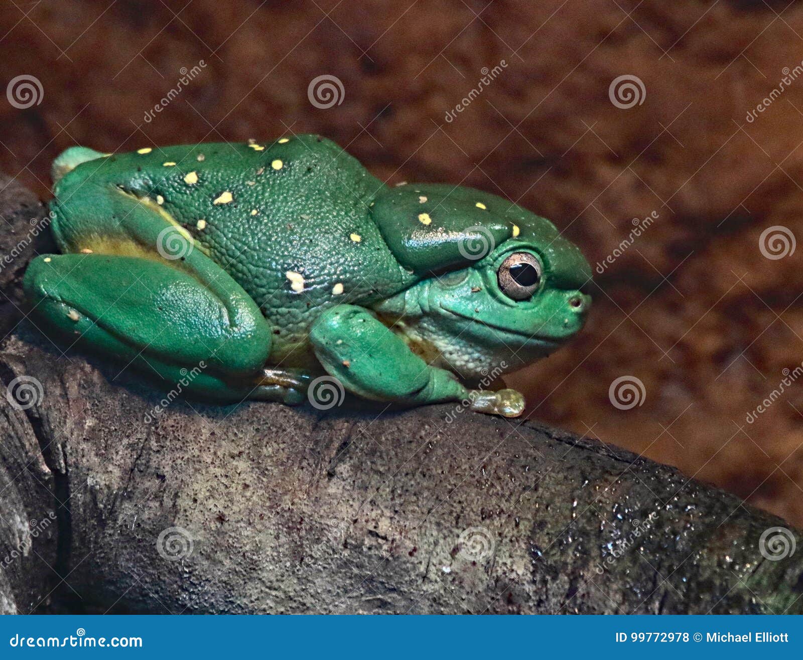Tree Frog stock photo. Image of small, front, balance - 99772978