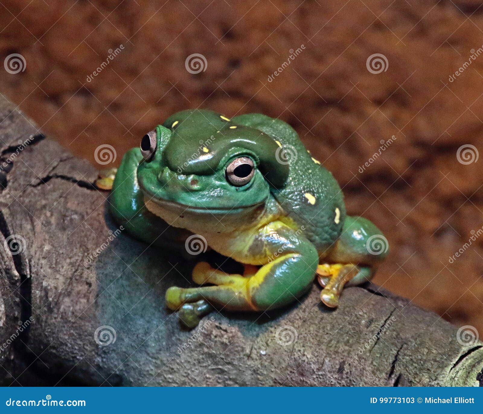 Tree Frog stock image. Image of view, frog, branch, close - 99773103