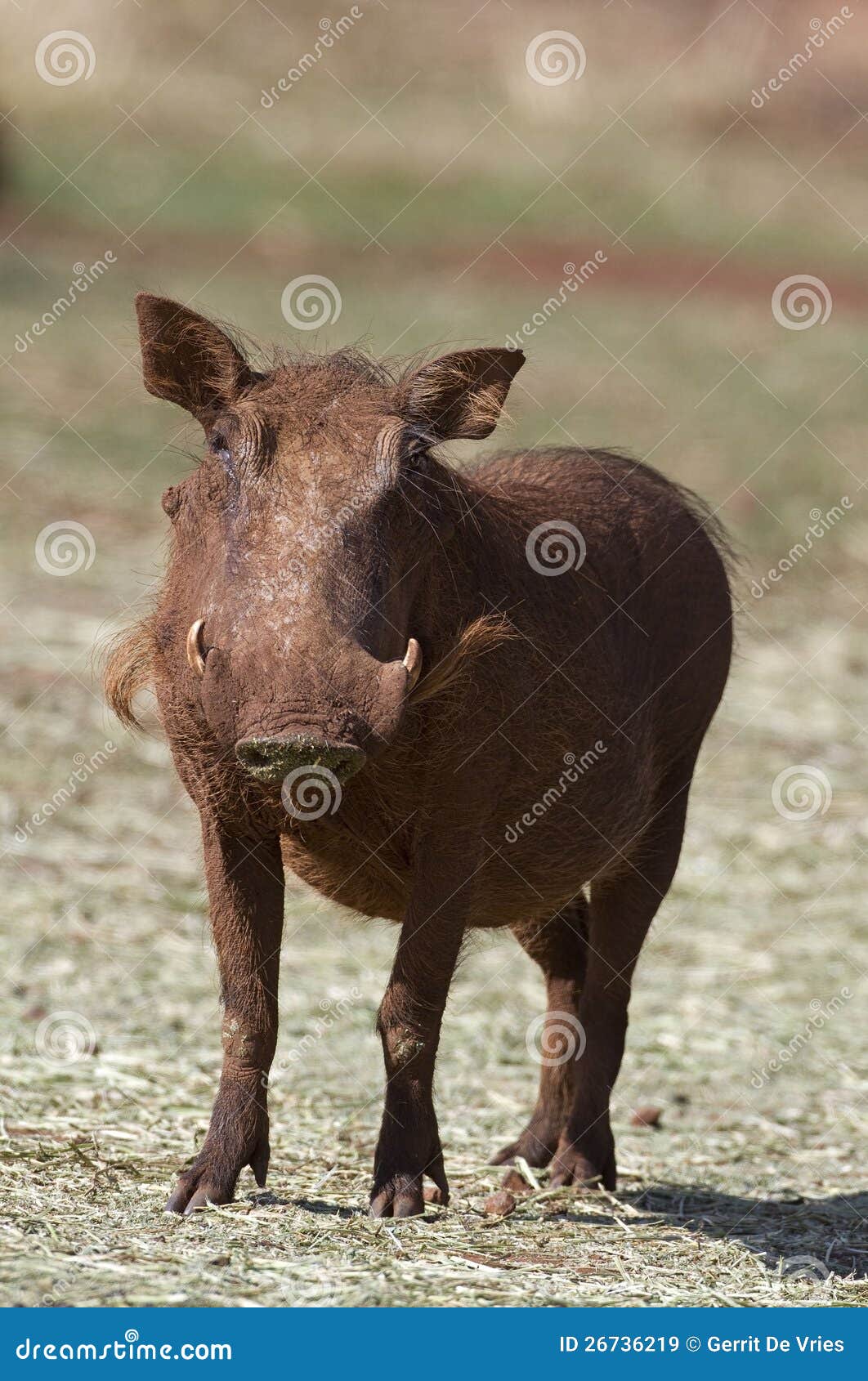 Close-up Front View of a Warthog Stock Image - Image of field ...