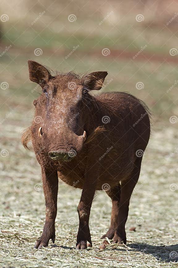 Close-up Front View of a Warthog Stock Image - Image of field ...