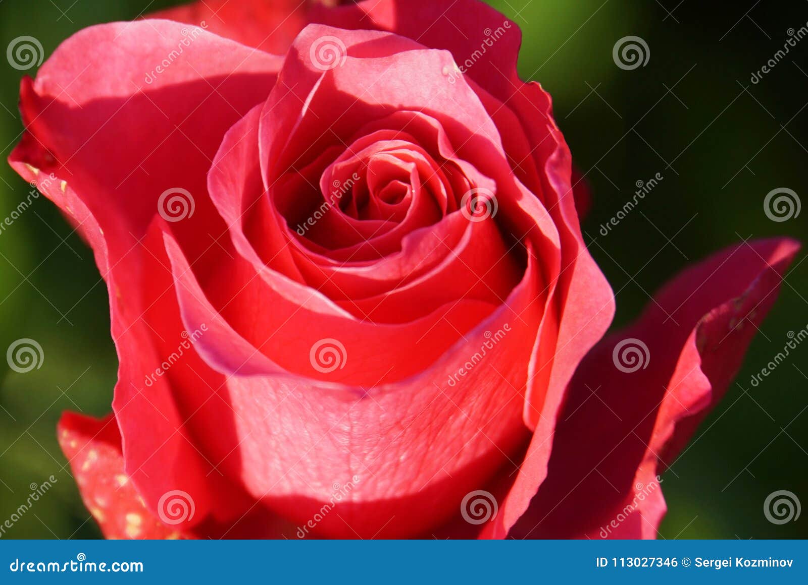 Close-up Front View of the Which Opens a Bright Pink Roses Flower ...