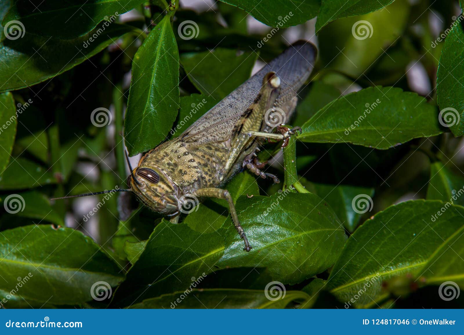 Close Up Front View of Yellow Grasshopper. Stock Photo - Image of brown ...
