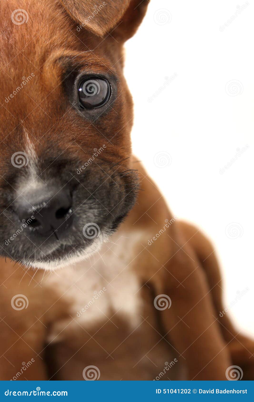 Close Up Frontal Face of Boxer Puppy Stock Photo - Image of carnivore ...