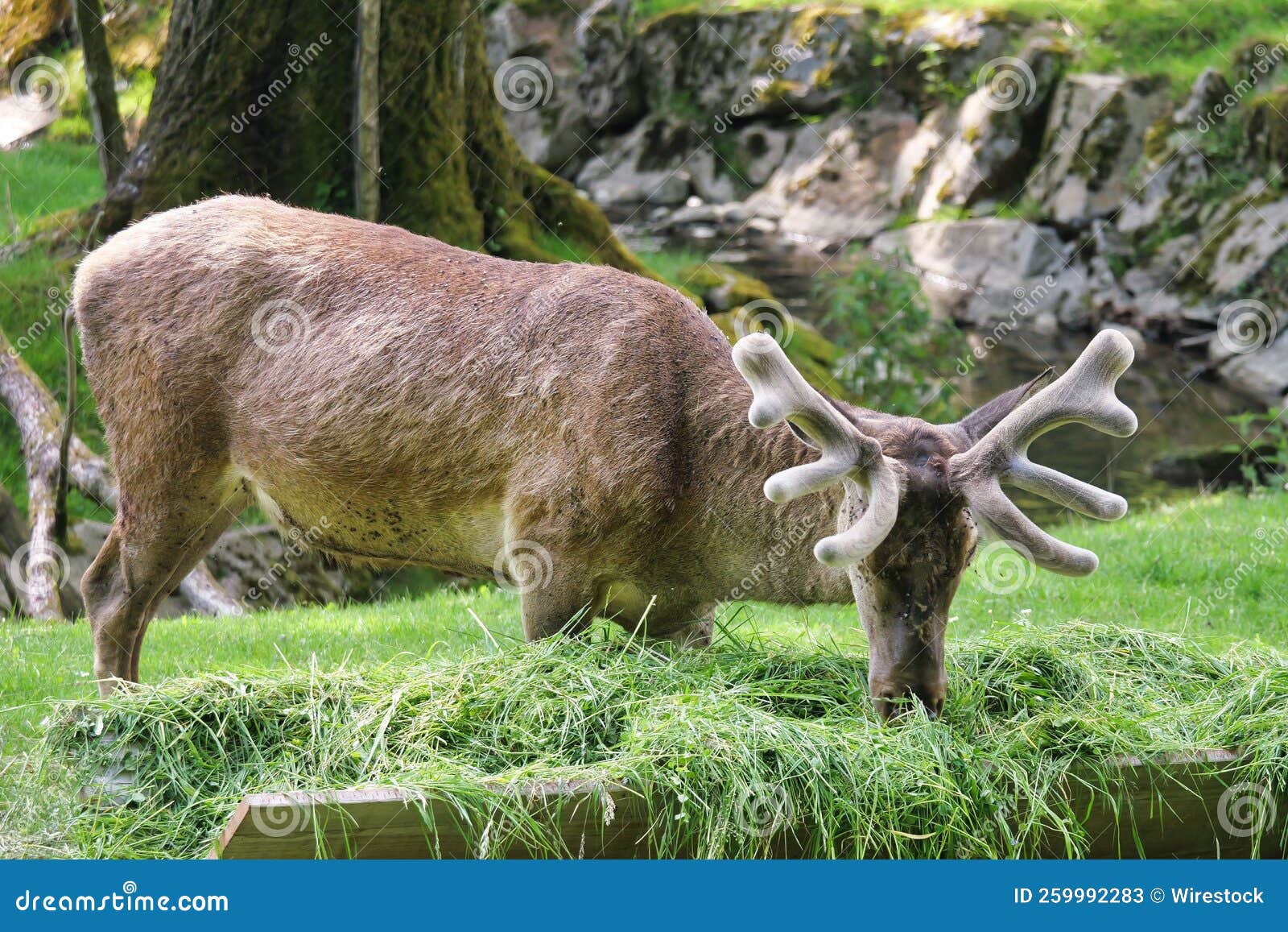 Close-up Frontal View of a Moose Grazing the Gathered Grass in a Farm ...