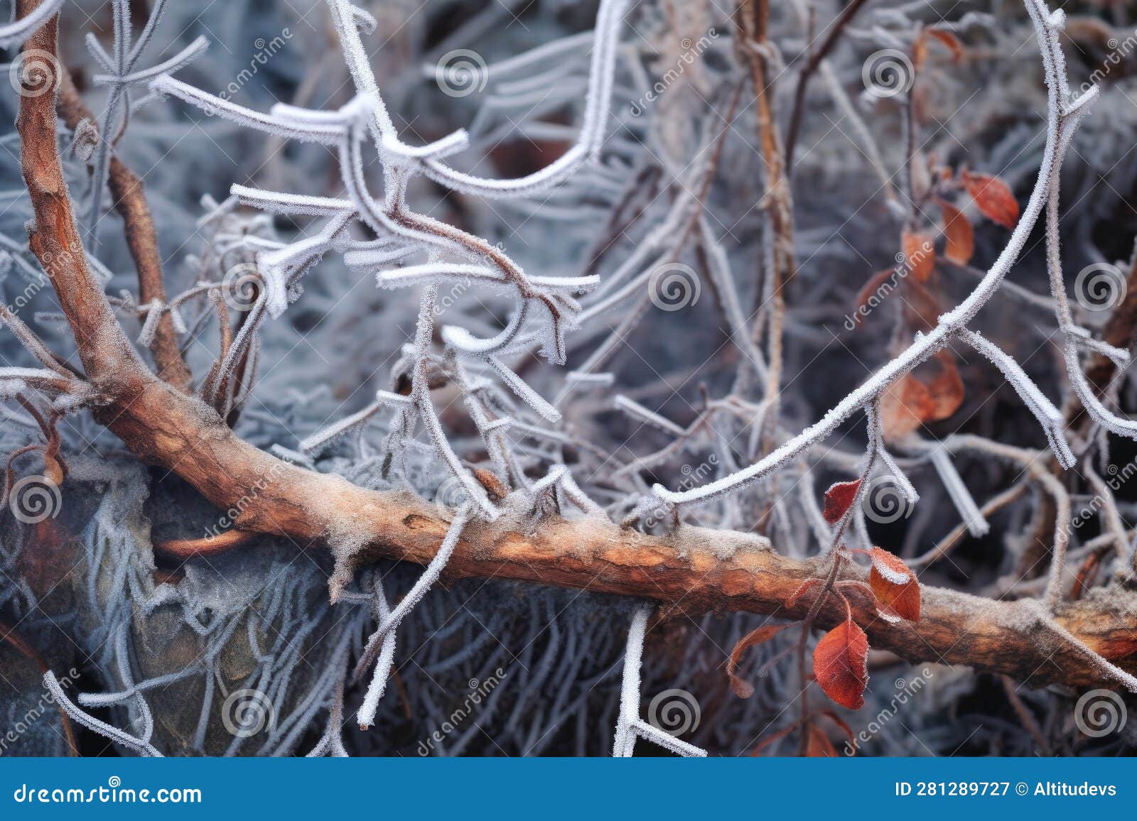 Close-up of Frost-covered Bark and Twigs Stock Illustration ...
