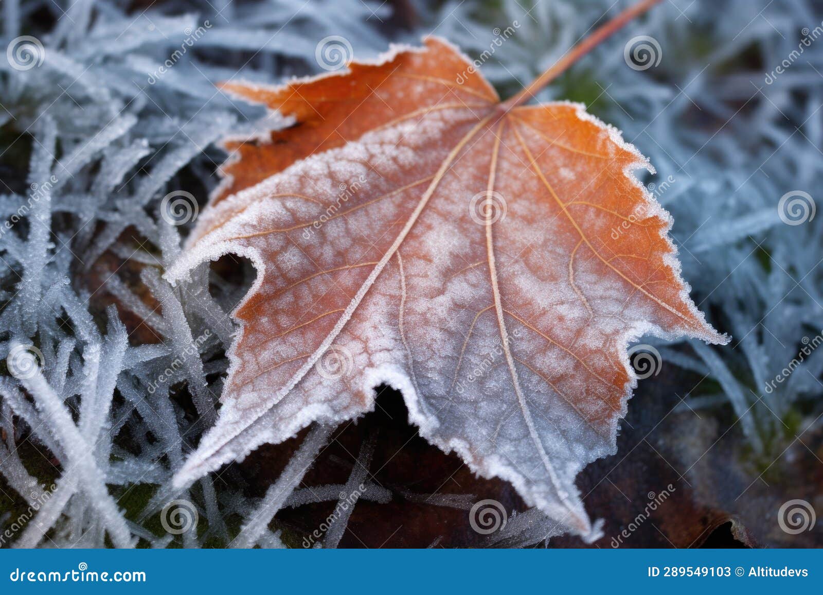 Close-up of Frost-covered Maple Leaf on Ground Stock Image - Image of ...