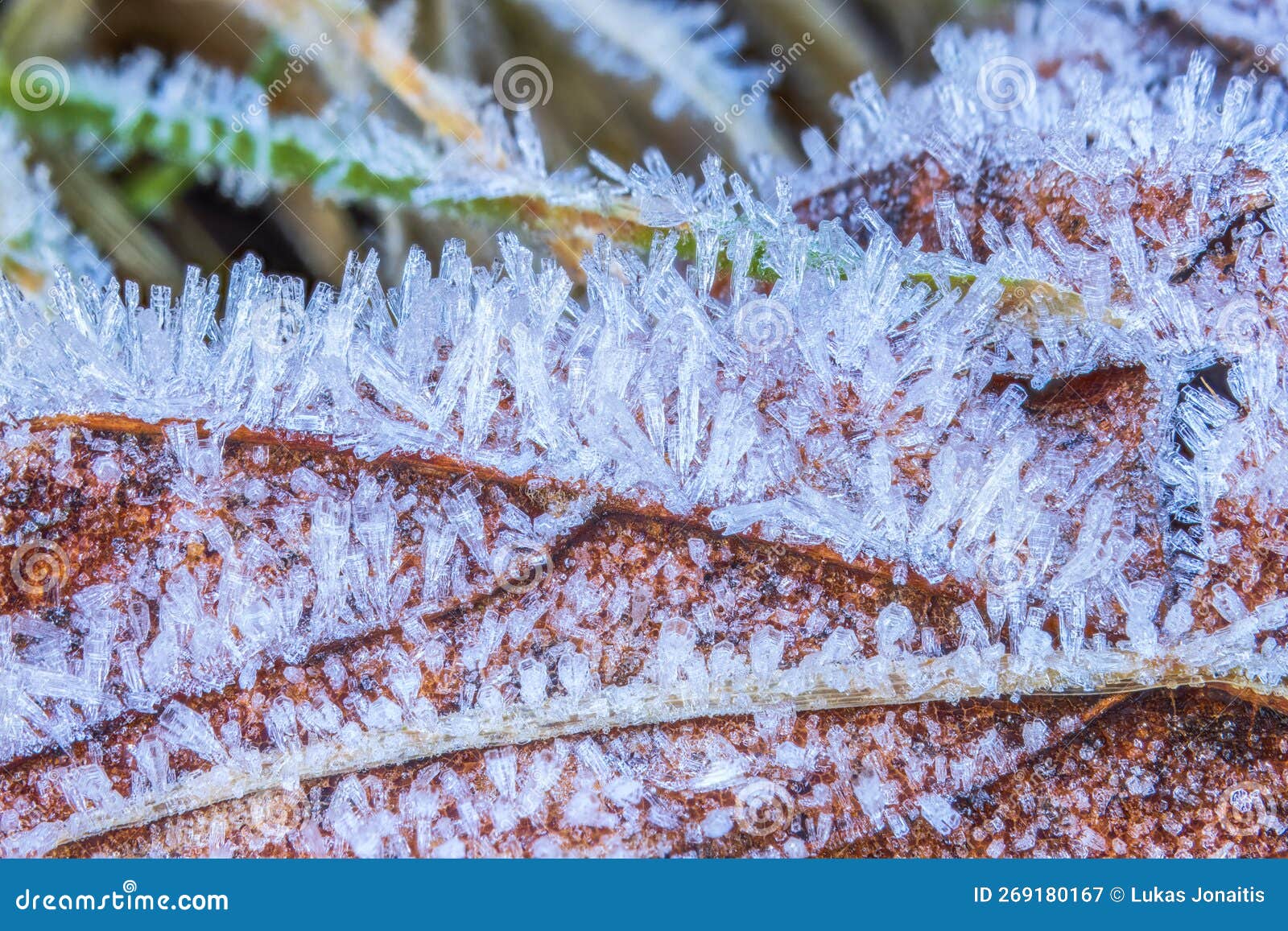 Close-up of Frost Textures on the Leaf. Frost Needles Stock Image ...