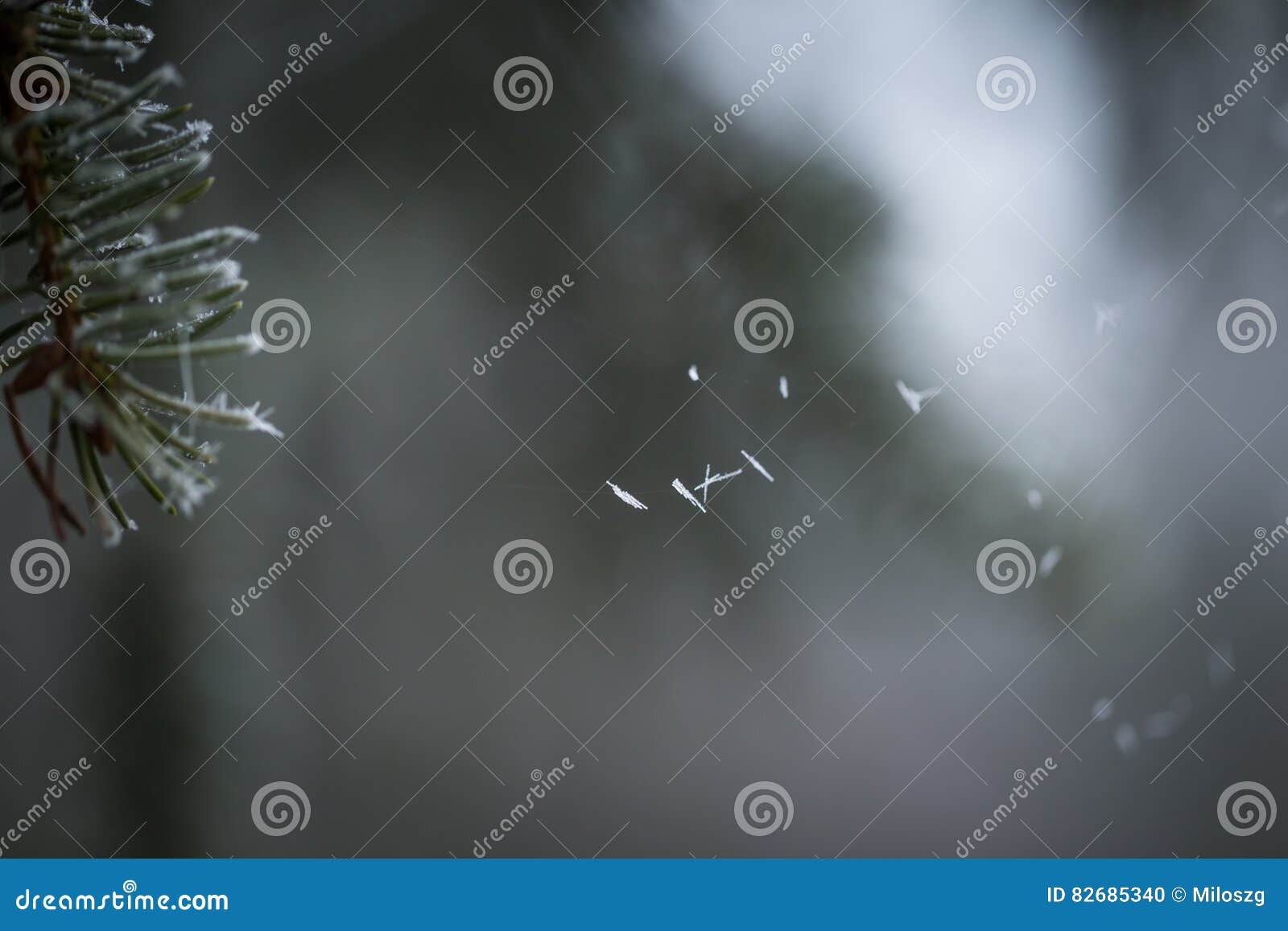 Close Up of Frozen Spider Web Stock Photo - Image of texture, insect ...