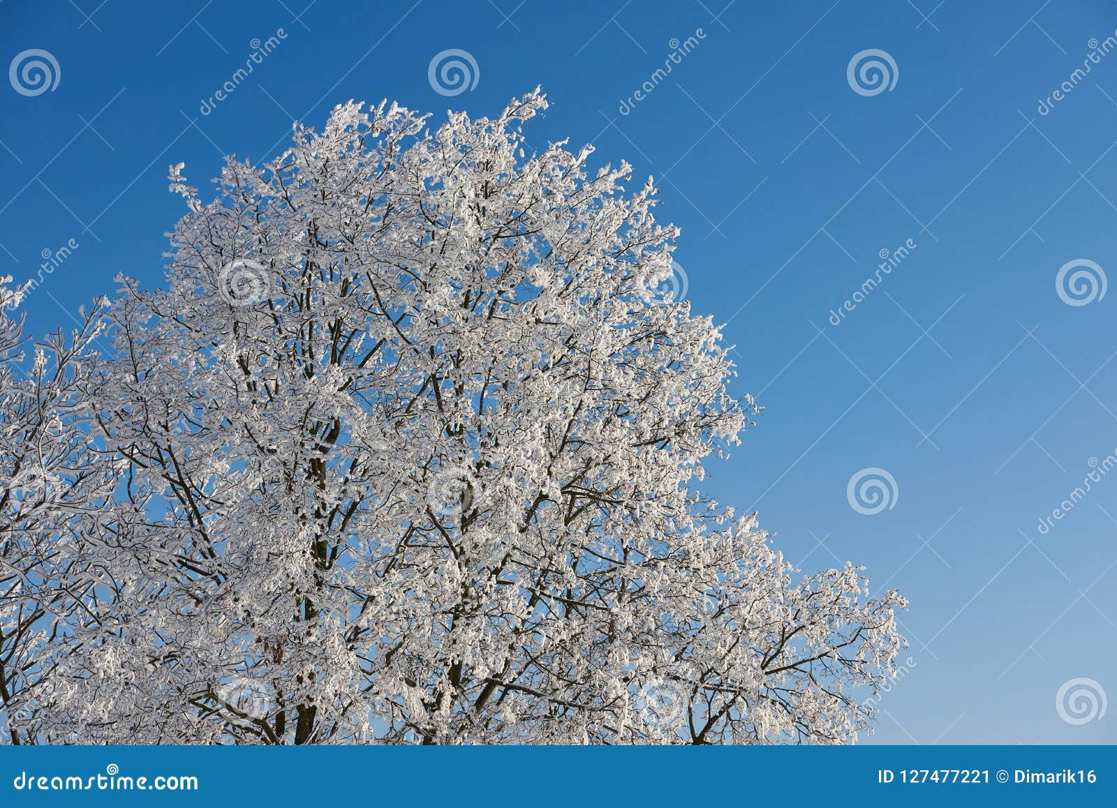 Close up of frozen tree stock image. Image of frosty - 127477221