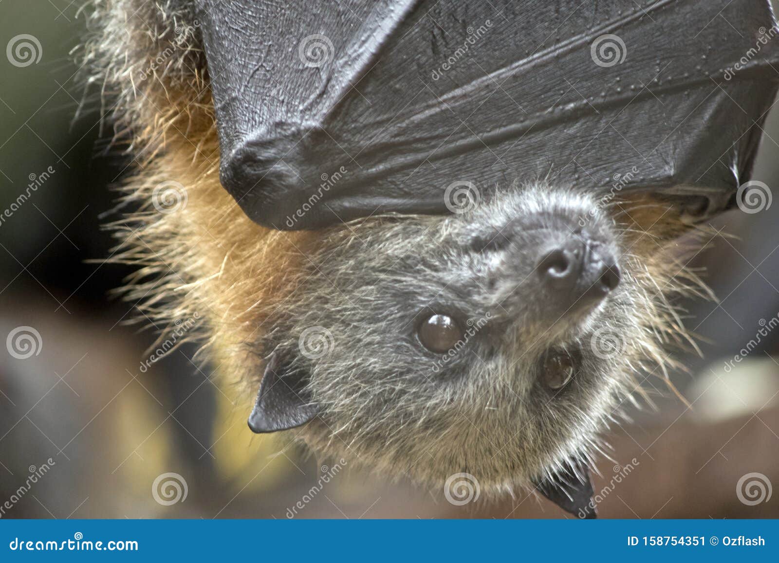 This is a Close Up of a Fruit Bat Stock Image - Image of animal ...