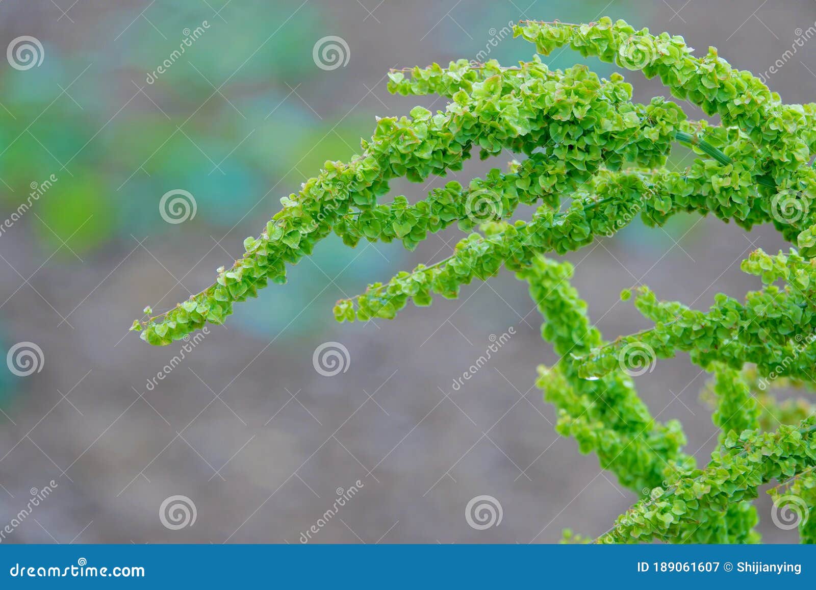 Rumex crispus stock image. Image of natural, branches - 189061607