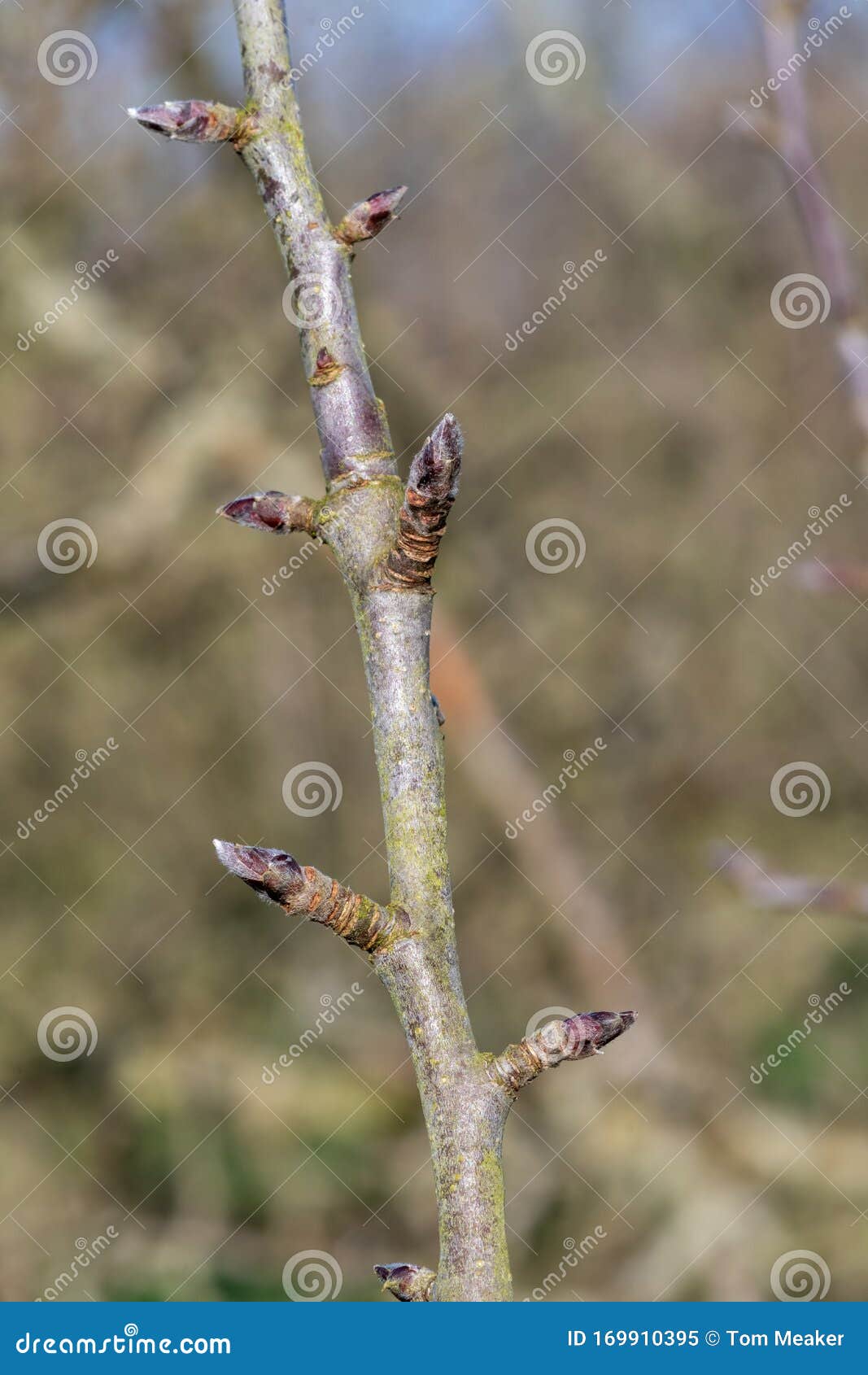 Apple fruit bud stock image. Image of horticulture, buds - 169910395