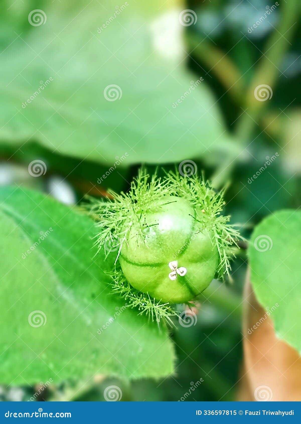 Close-up of the Fruit of the Rambusa Plant Which Usually Grows Wild and ...