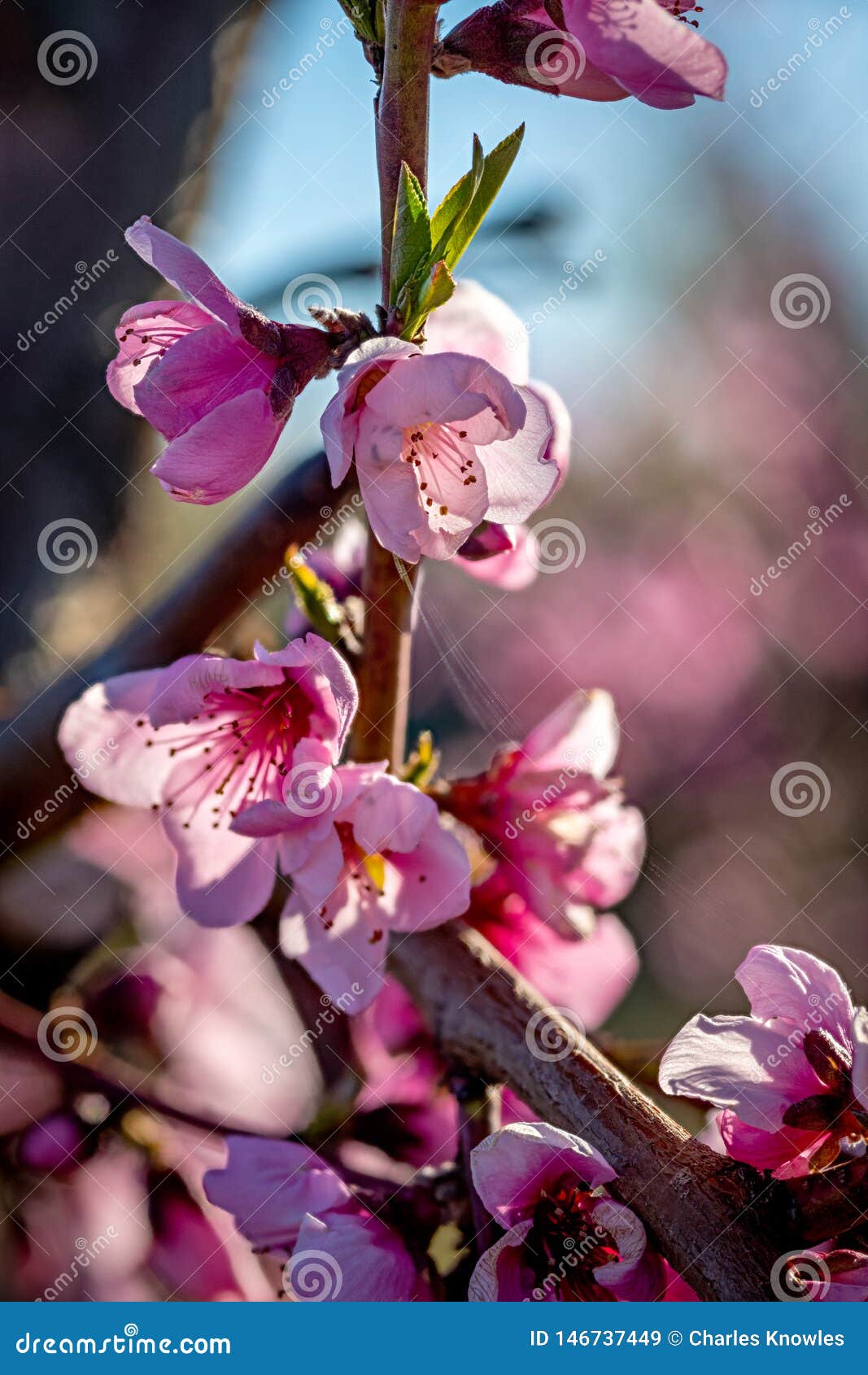 Close Up of Fruit Tree Pink Blossoms in the Spring Time Stock Image ...