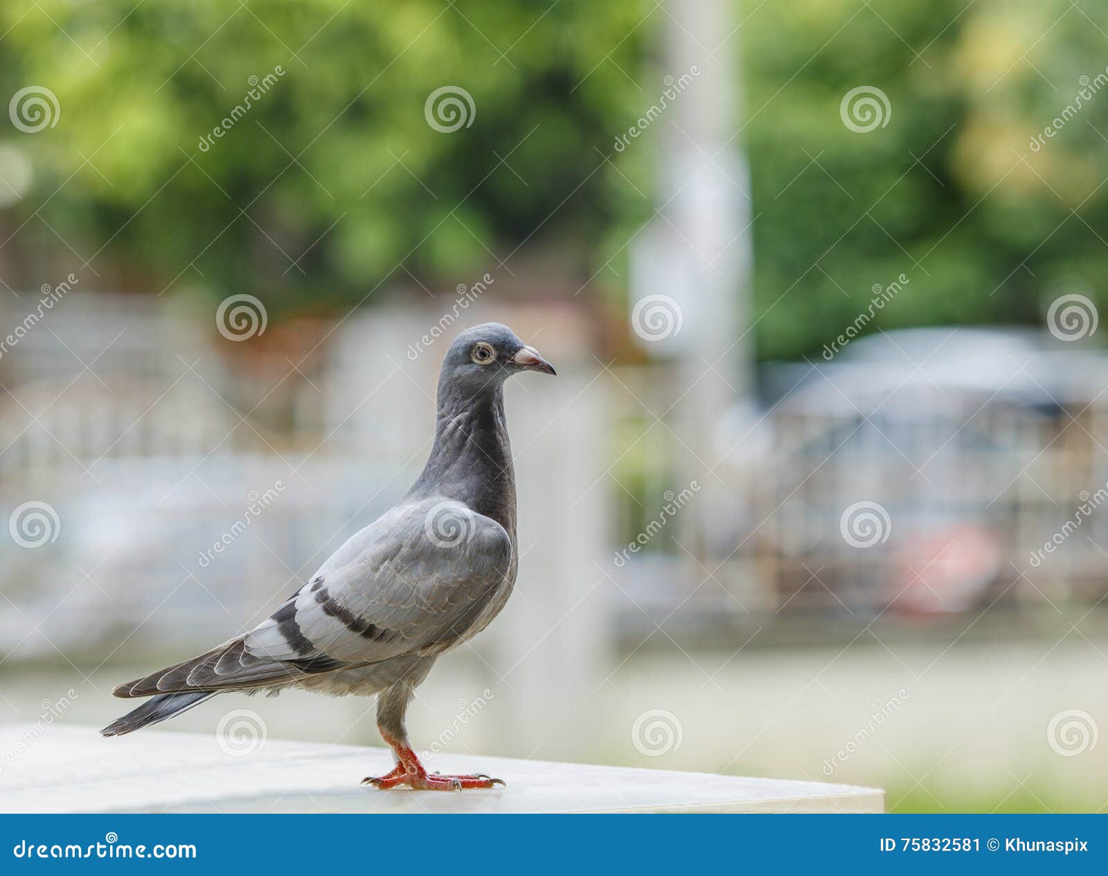 Close Up Full Body of Pigeons Bird Standing Stock Image - Image of ...