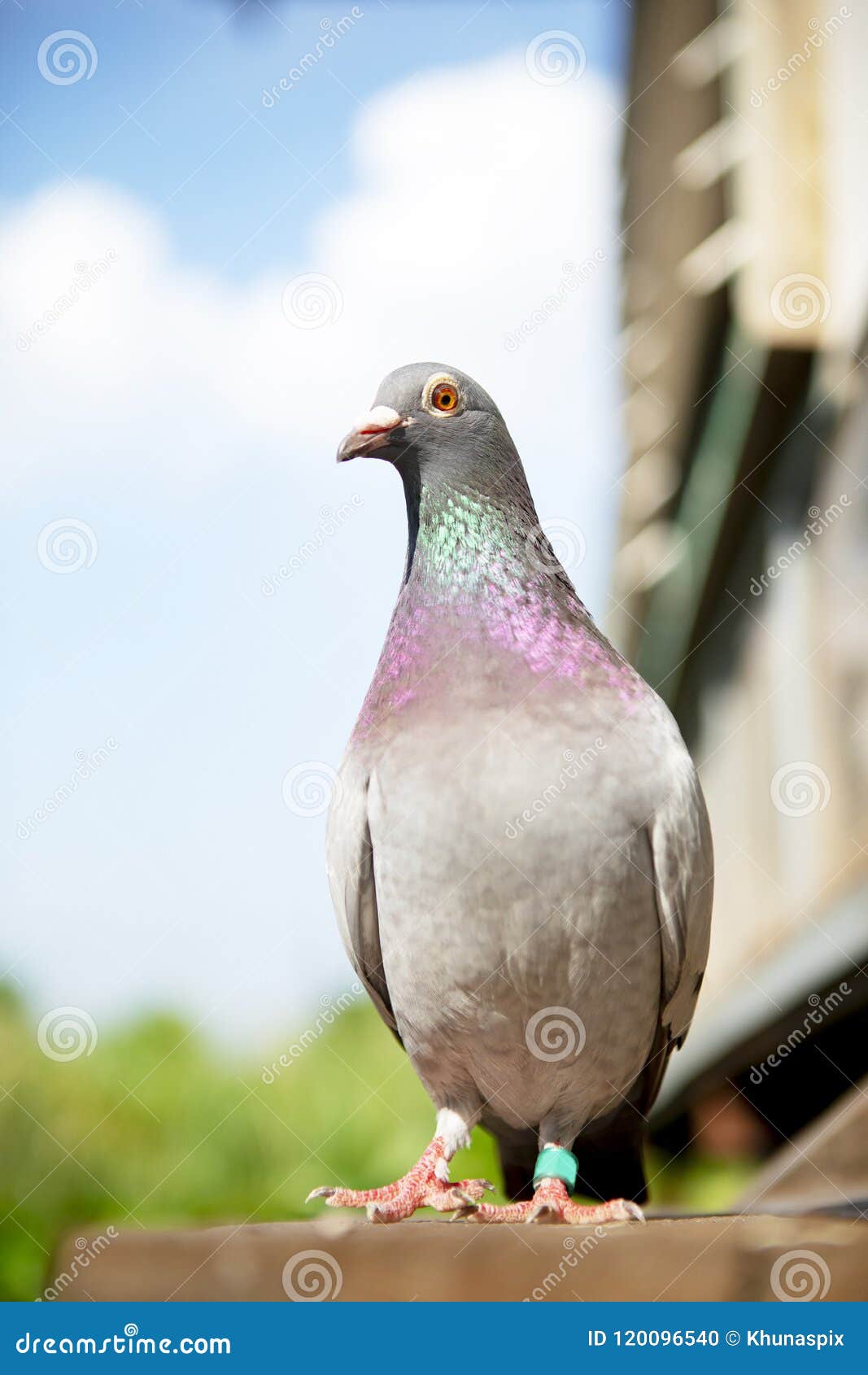 Close Up Full Body of Speed Racing Pigeon Stock Photo - Image of ...