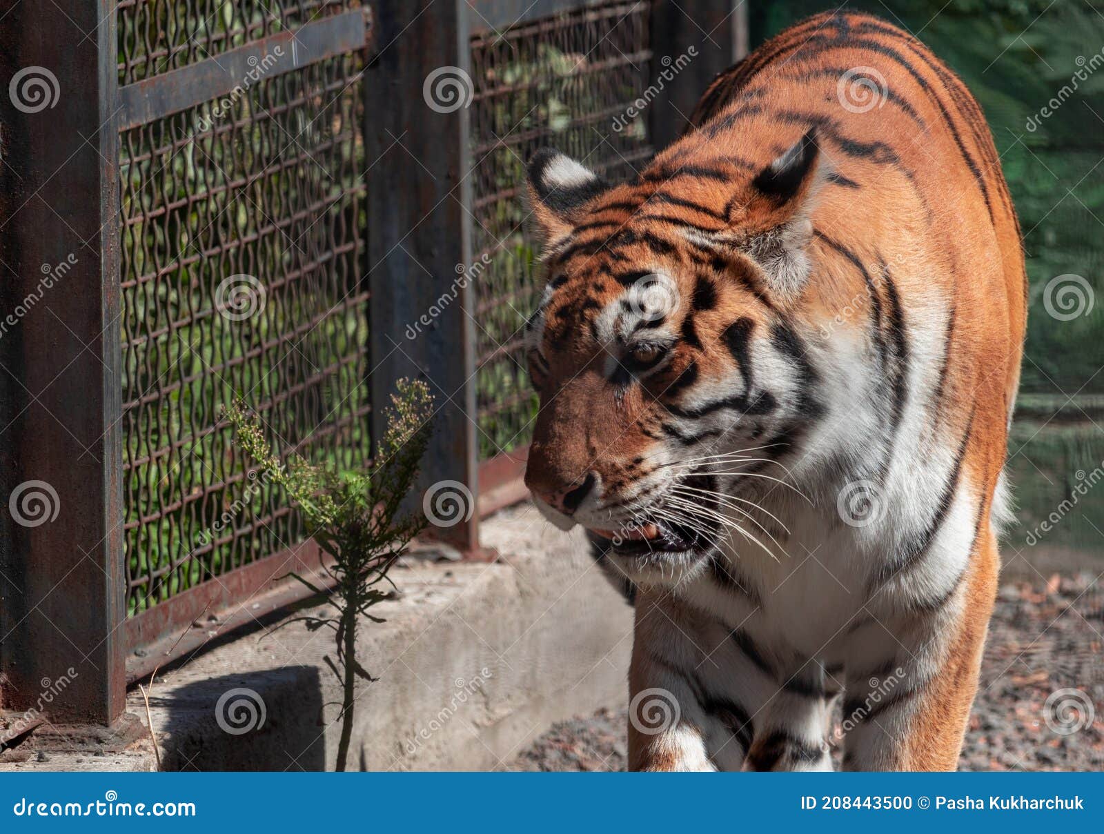 Close Up Full Length Front Portrait of One Young Tiger Standing Low ...