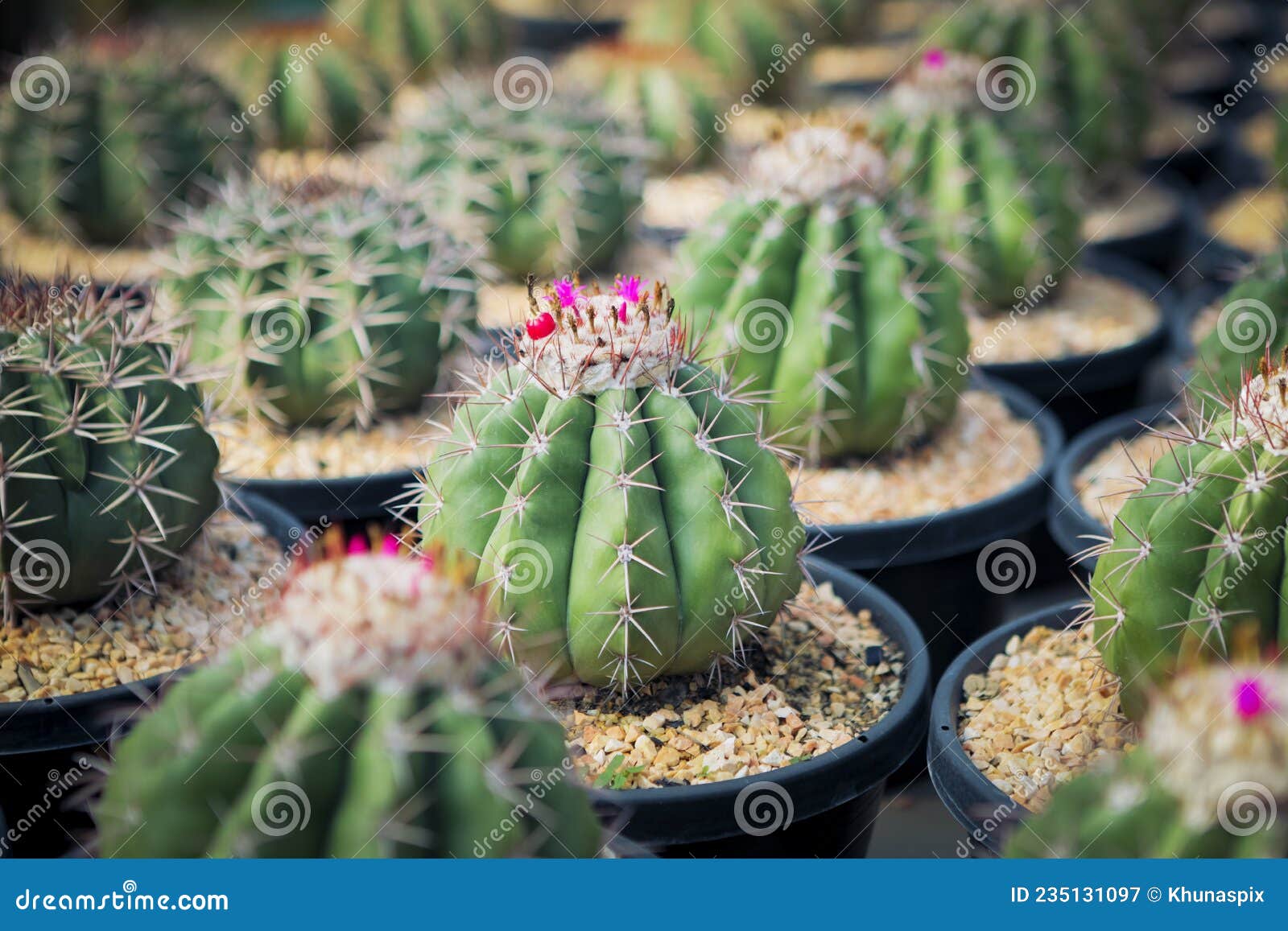 Close Up Full Range of Melocactus in Planting Pot Stock Image - Image ...