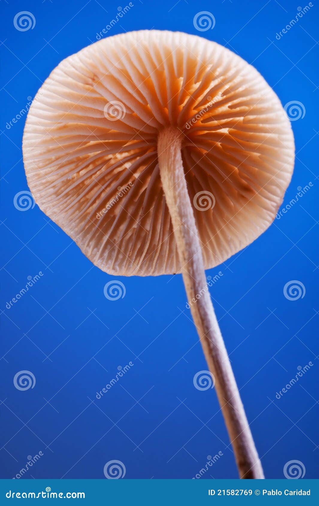 Close Up Fungus in Blue Background. Stock Image - Image of fungus ...