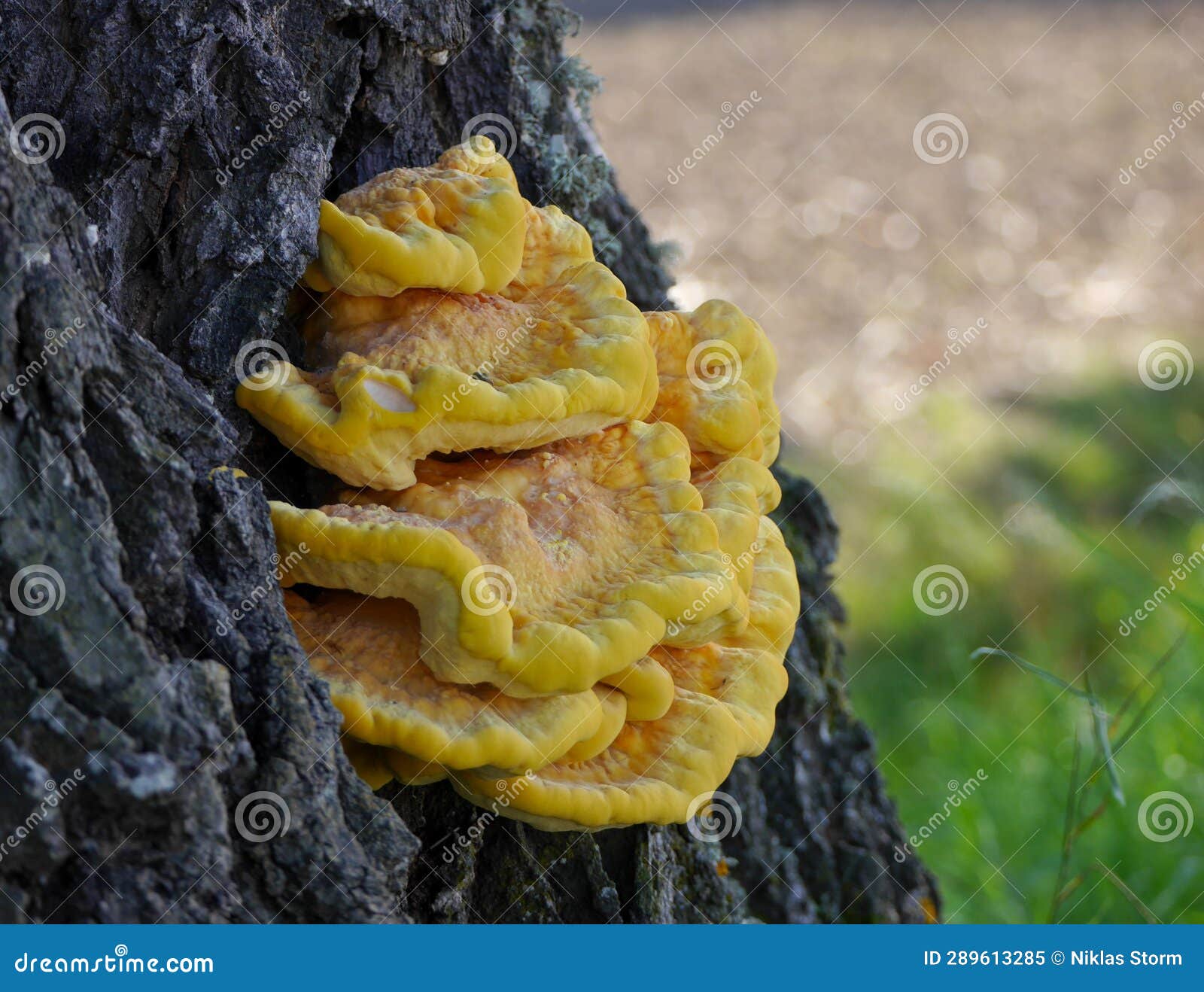 Close-up of Fungus Growing on Tree Trunk Stock Image - Image of fall ...