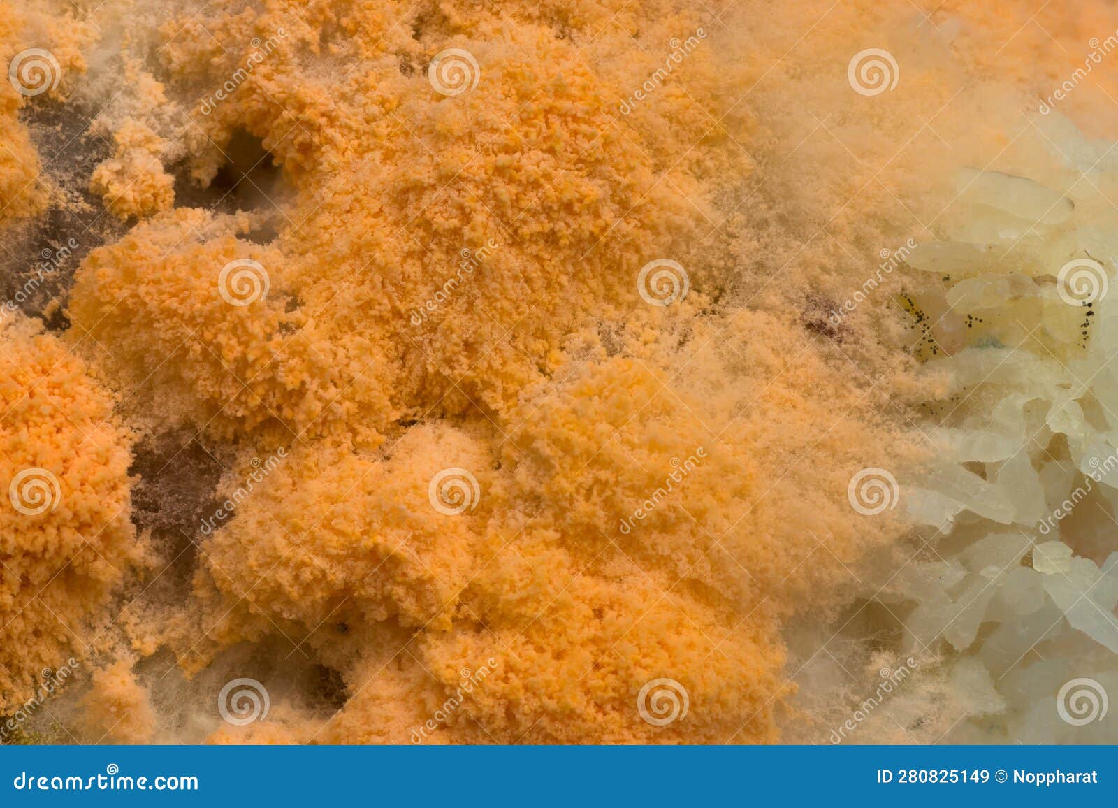 Close up of fungus on rice stock image. Image of food - 280825149