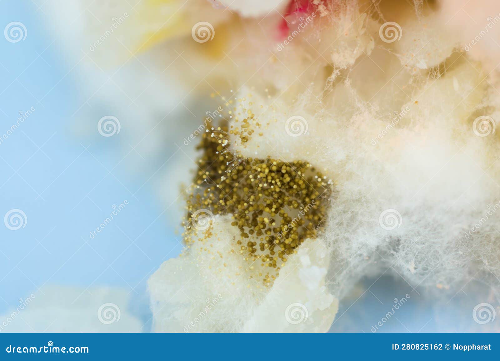 Close up of fungus on rice stock photo. Image of background - 280825162