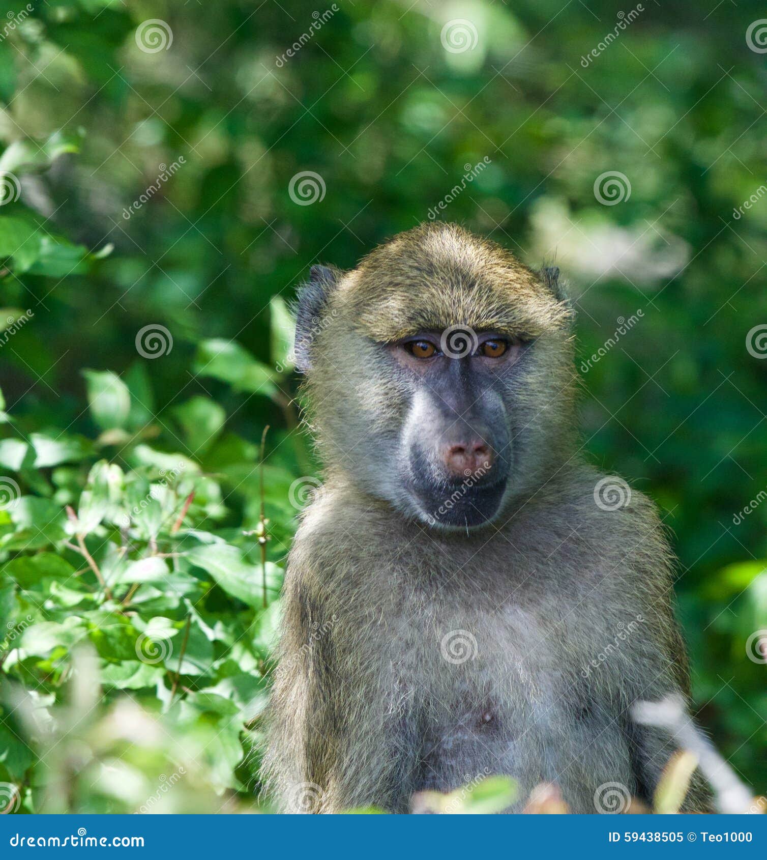 Close-up of a funny baboon stock image. Image of powerful - 59438505