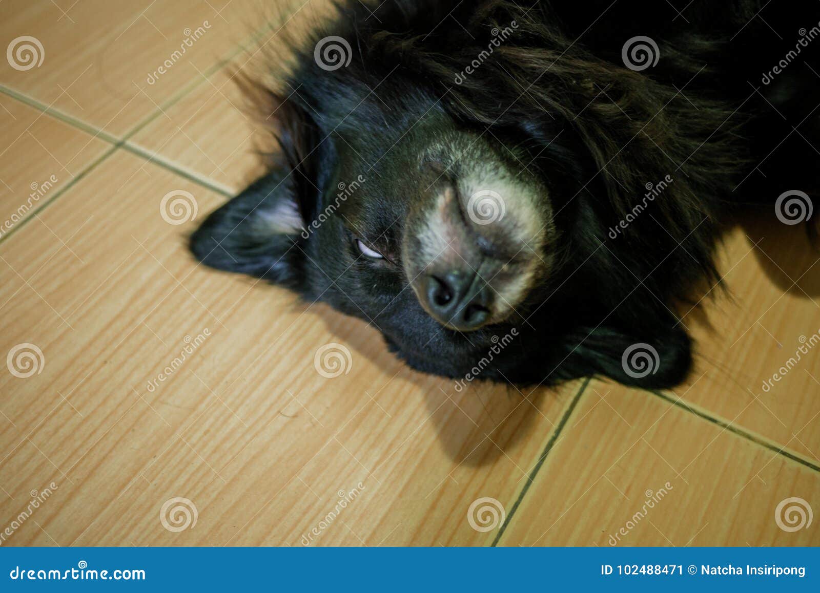 Close up funny black dog stock image. Image of cute - 102488471